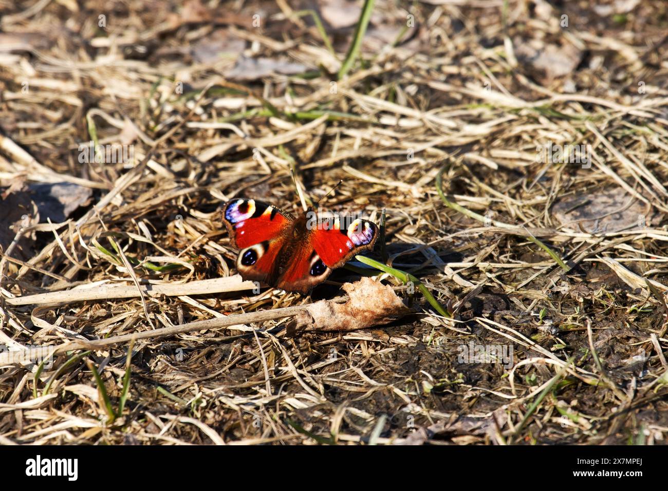 Peacock-butterfly (Vanessa io) flies in early spring at very beginning ...
