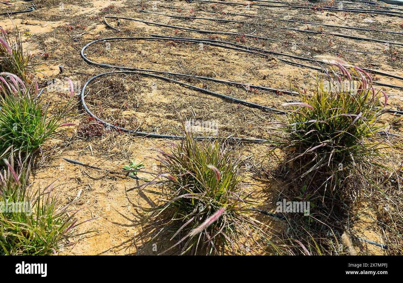 Drip irrigation water pipes (drip system) in the desert, green plants on sea shore, small reed ...