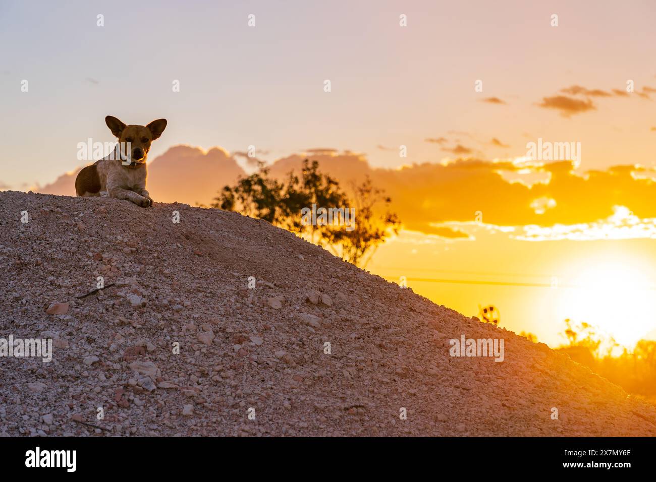 A small dog sitting on a mullock heap at sunset at Lightning ridge in ...