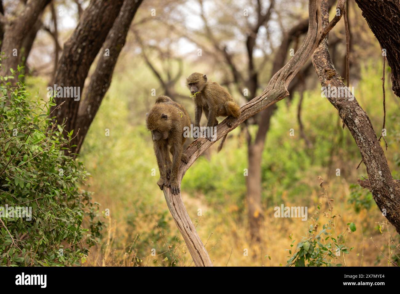 Olive baboon (Papio anubis) mother with its baby Stock Photo - Alamy