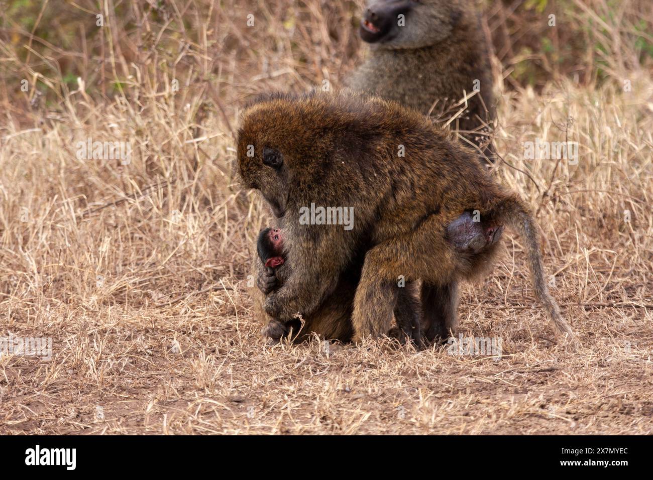 Olive baboon (Papio anubis) mother with its baby Stock Photo - Alamy