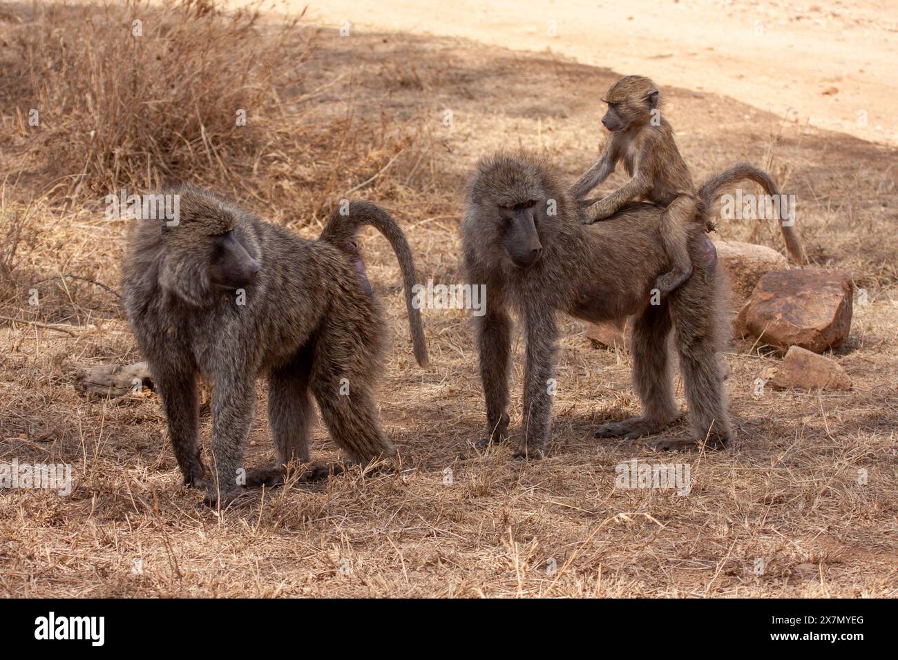Olive baboon (Papio anubis) mother with its baby Stock Photo - Alamy