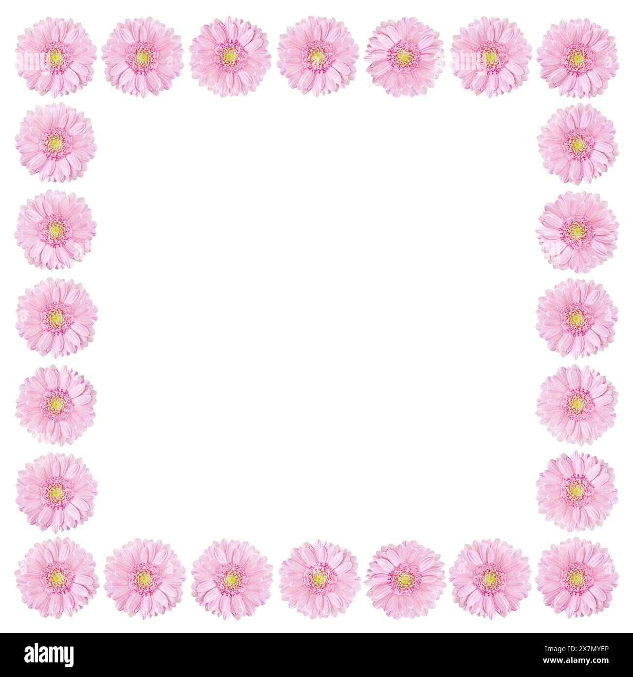 Frame of pink Gerbera flowers isolated on white background Stock Photo ...