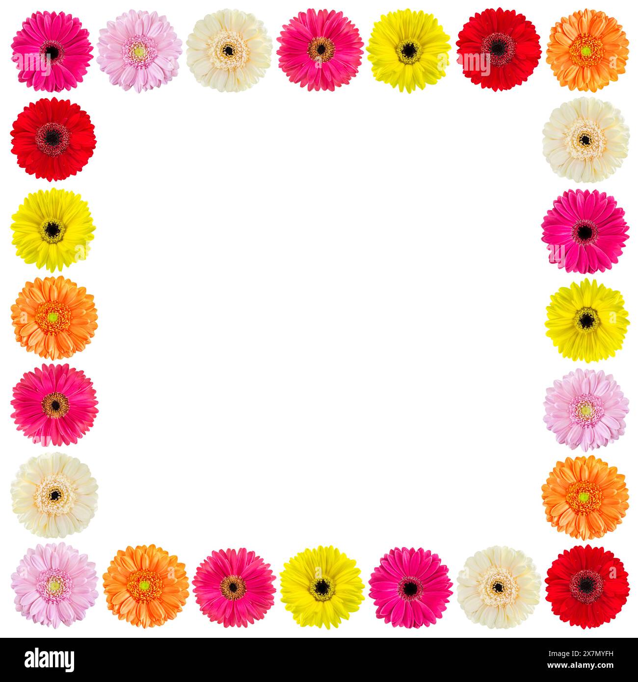 Frame of colorful Gerbera flowers isolated on white background Stock ...