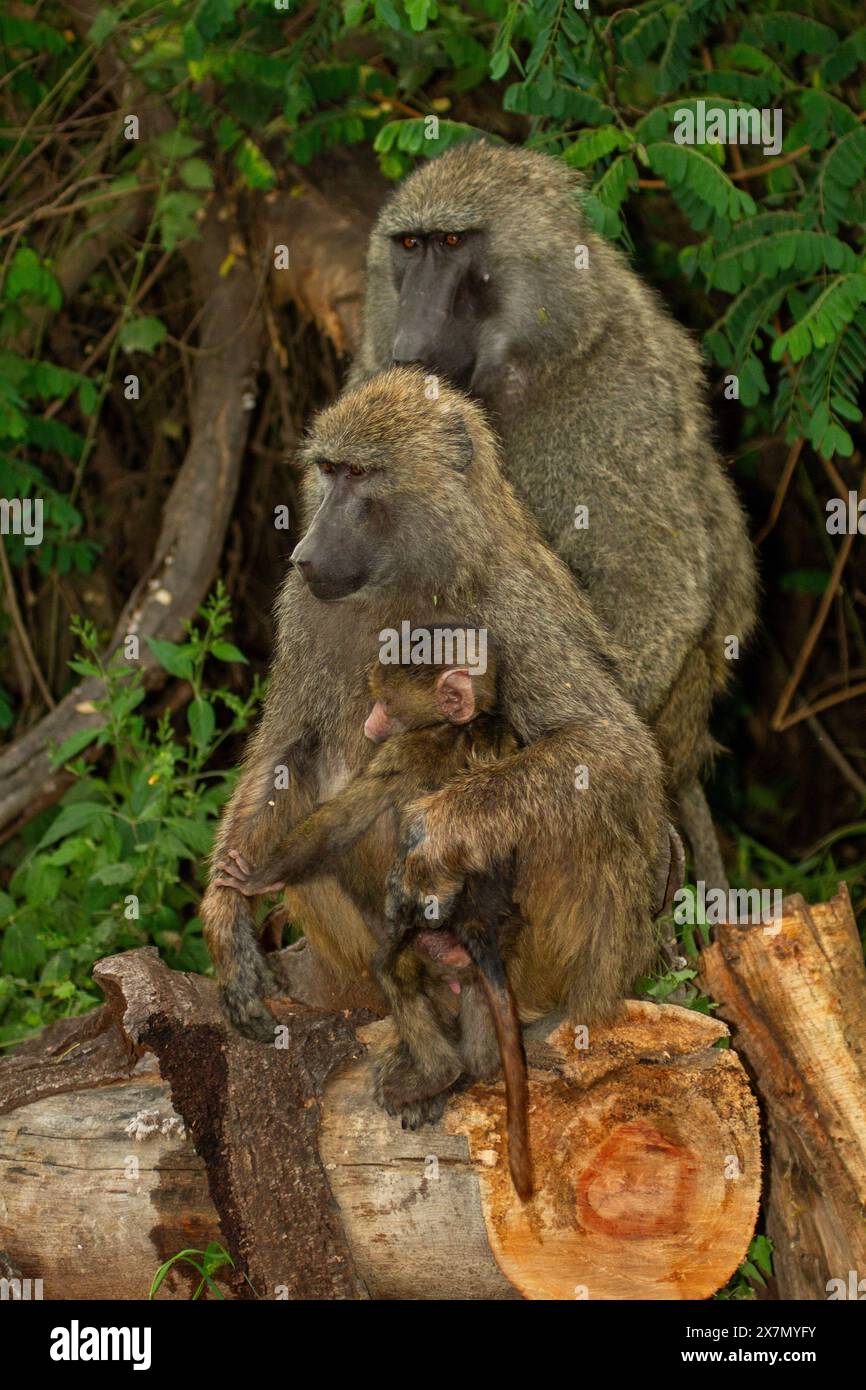 Olive baboon (Papio anubis) mother with its baby Stock Photo - Alamy