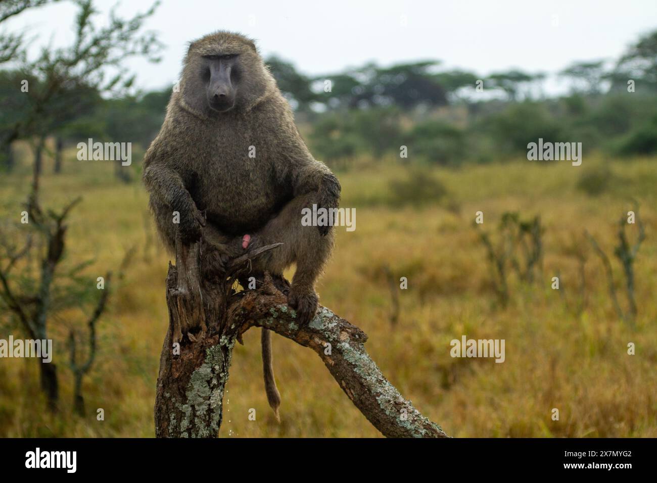 a troop of Olive baboons (Papio anubis). climbing a tree Stock Photo ...