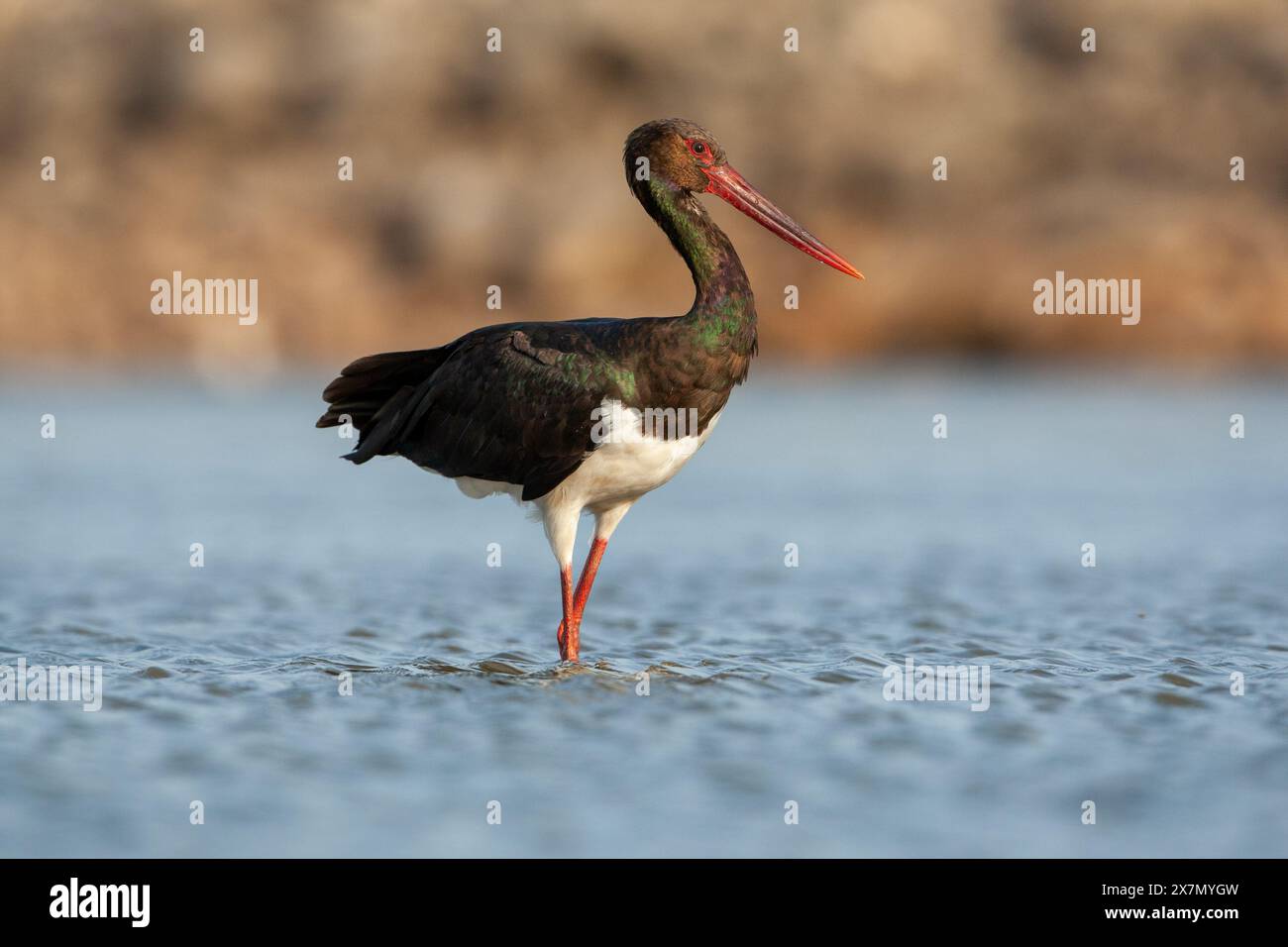 black stork (Ciconia nigra) foraging for food in shallow water ...