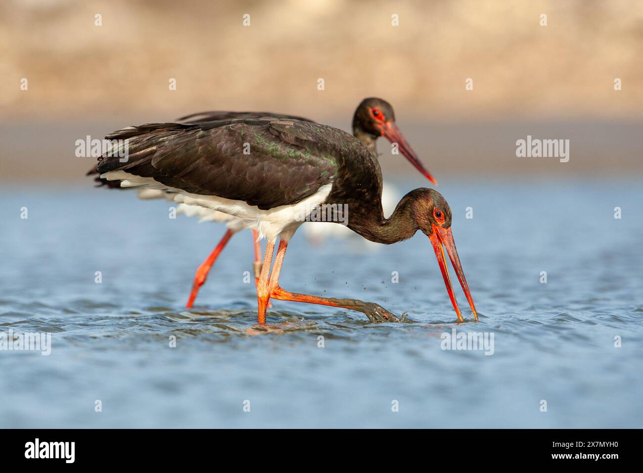 black stork (Ciconia nigra) foraging for food in shallow water ...