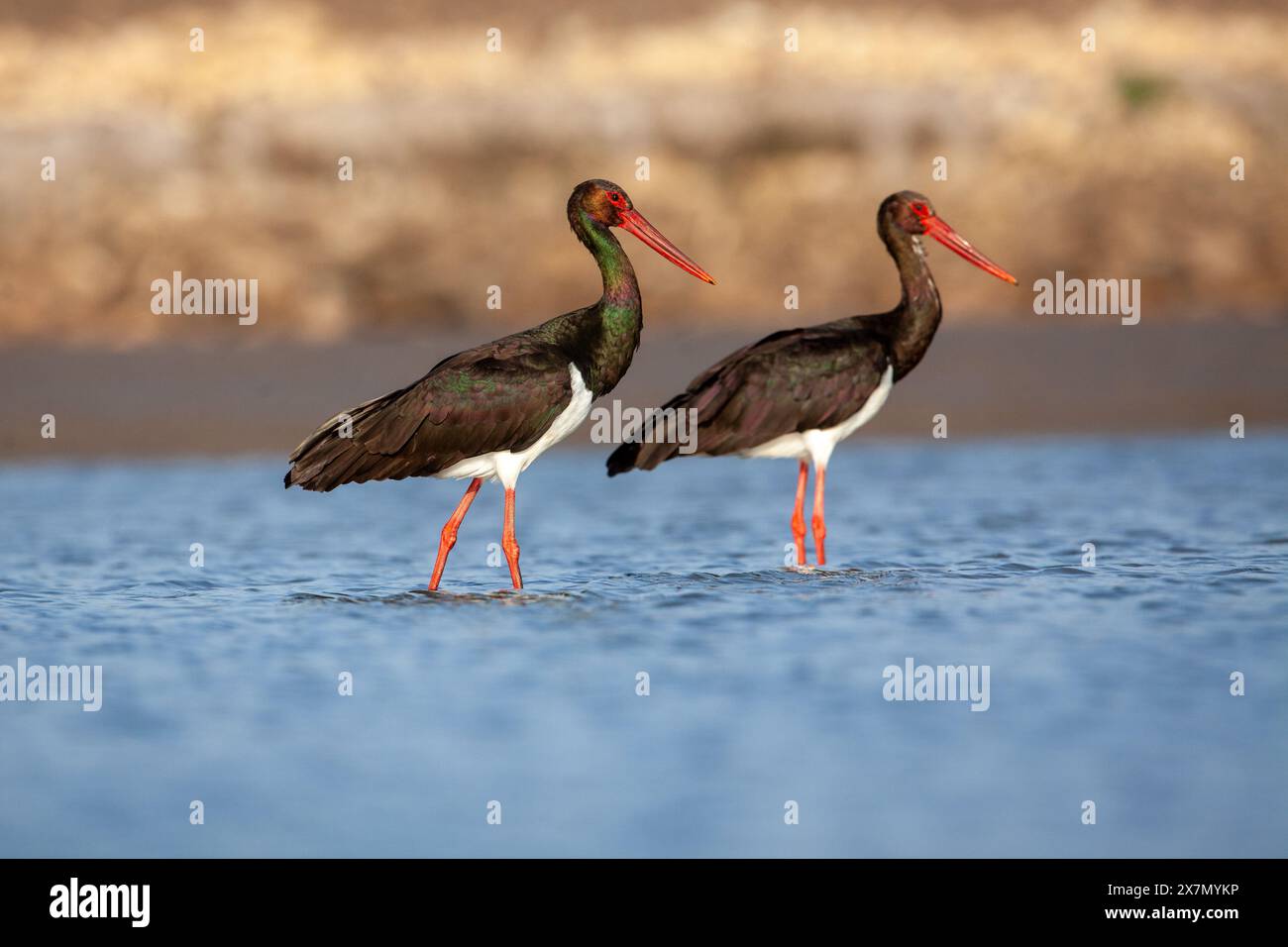 black stork (Ciconia nigra) foraging for food in shallow water ...