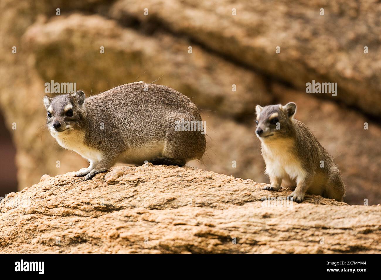 yellow-spotted rock hyrax or bush hyrax (Heterohyrax brucei ...