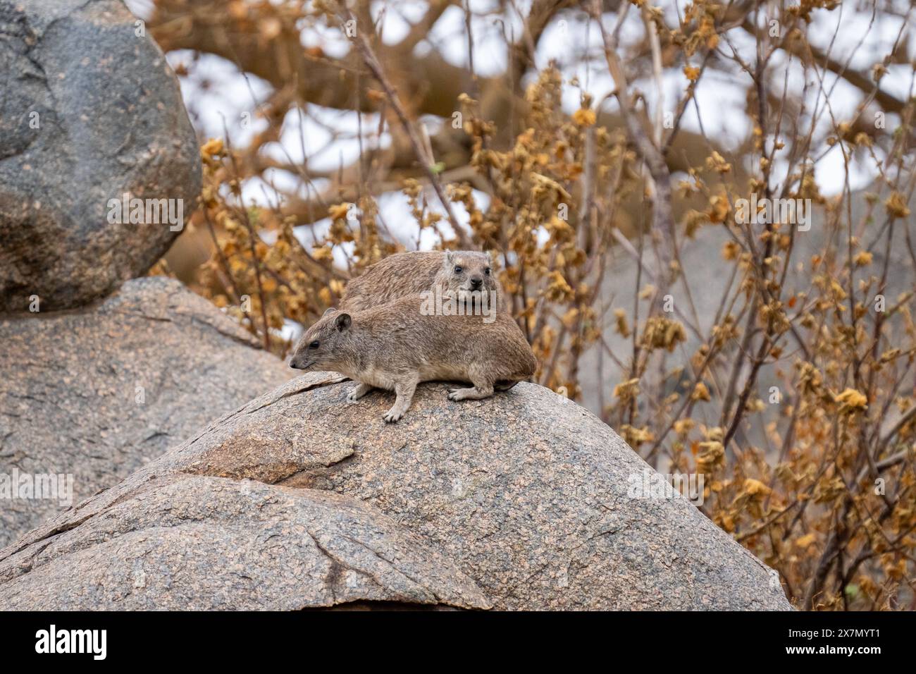 yellow-spotted rock hyrax or bush hyrax (Heterohyrax brucei ...