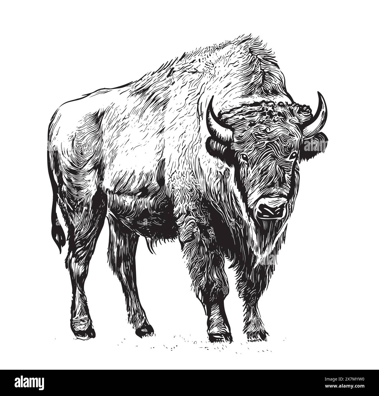 Hand drawing of American bison on a light background. Buffalo in ...