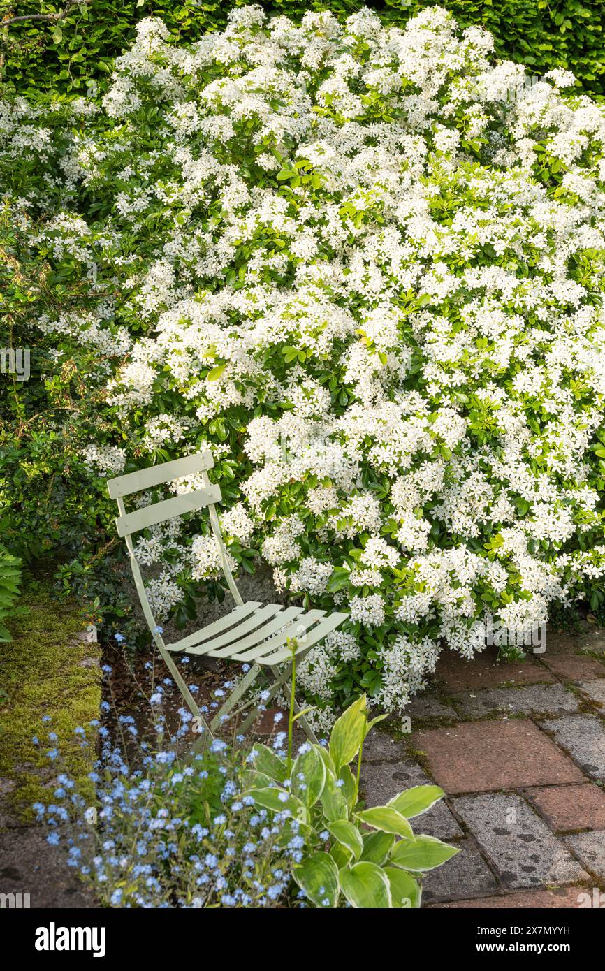 Choisya Ternata - Mexican Orange Blossom - seat placed next to scented ...