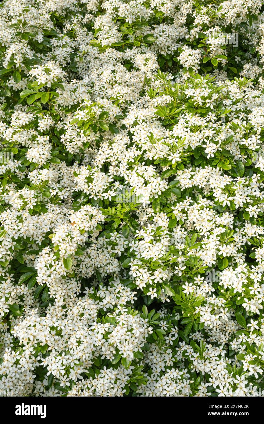 Choisya Ternata - Mexican Orange Blossom - scented evergreen shrub in ...