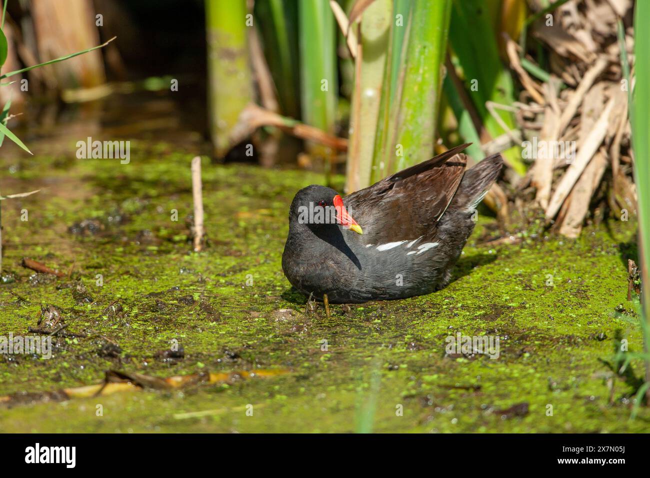 Common Moorhen (Gallinula chloropus) swims in a pond. Photographed in ...