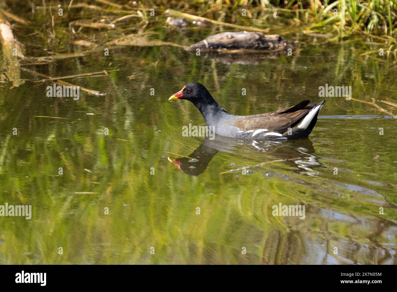 Common Moorhen (Gallinula chloropus) swims in a pond. Photographed in ...