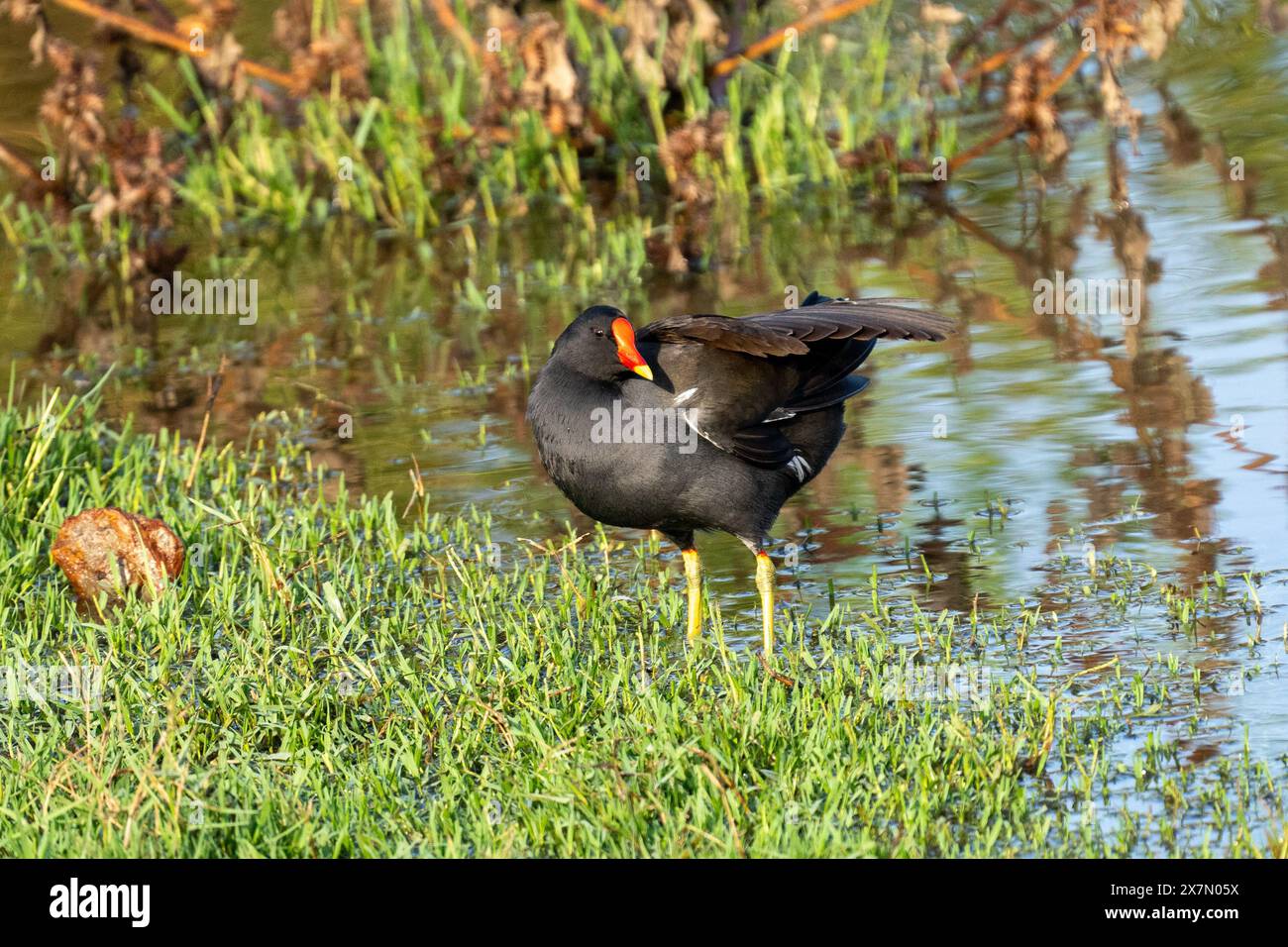 Common Moorhen (Gallinula chloropus) swims in a pond. Photographed in ...