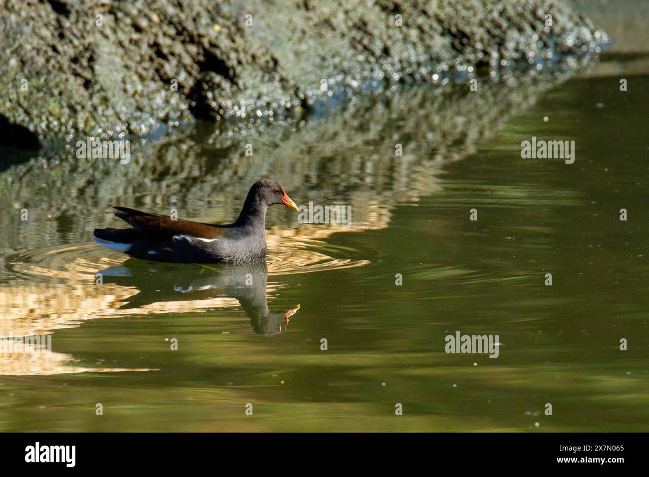 Common Moorhen (Gallinula chloropus) swims in a pond. Photographed in ...