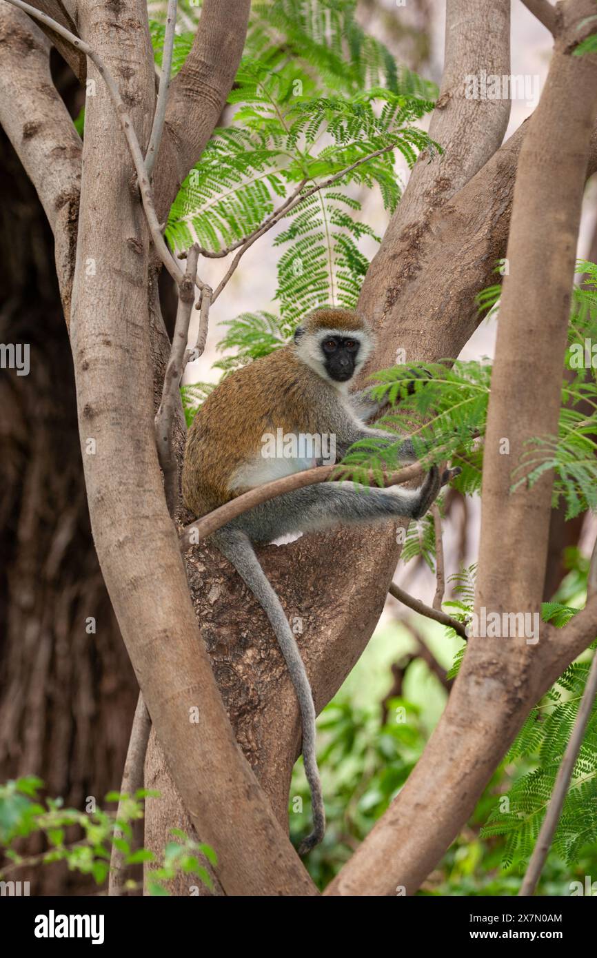 Vervet monkey (Chlorocebus pygerythrus) on a tree. These monkeys are ...