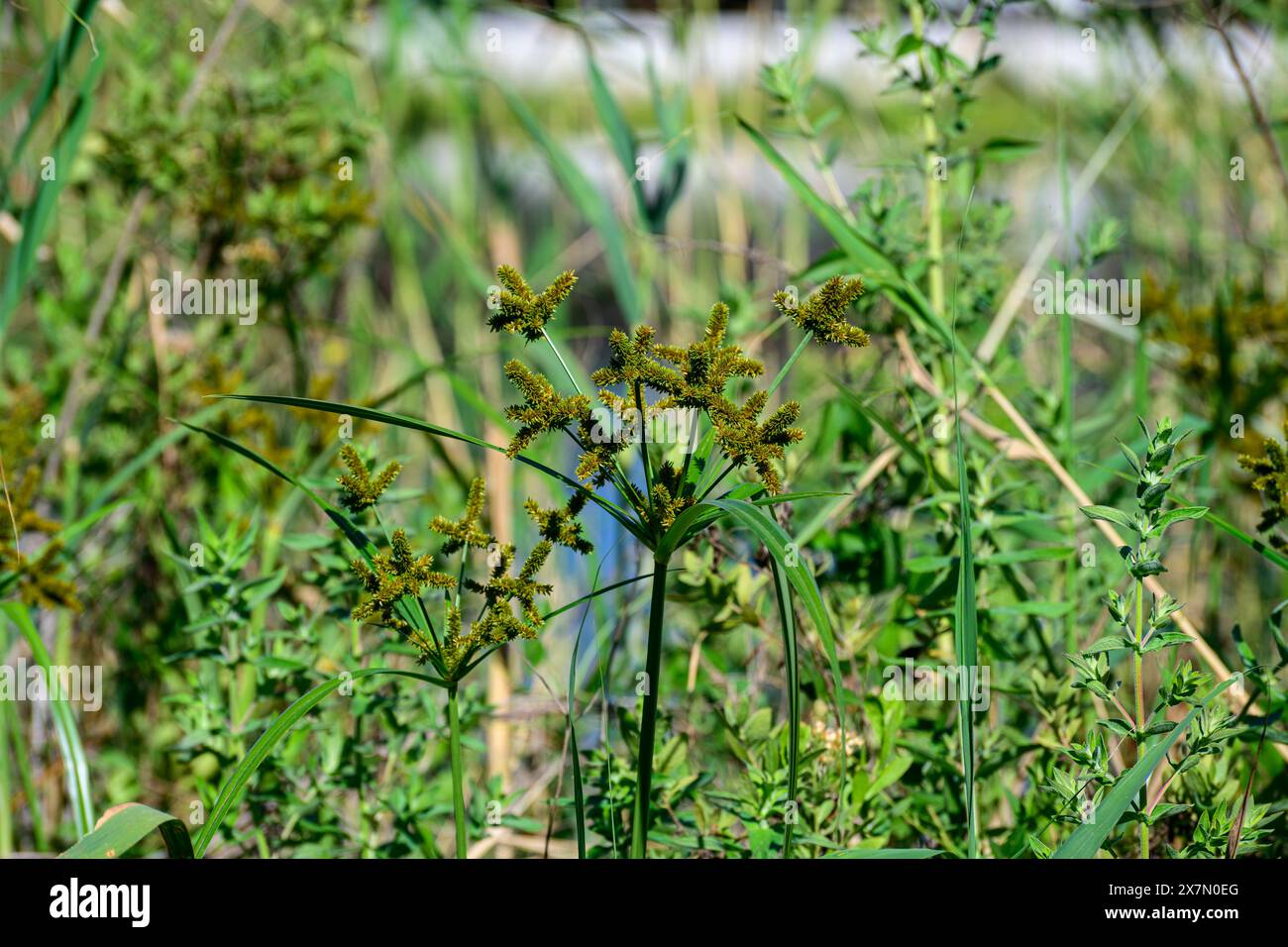 Cyperus alopecuroides, commonly known as the foxtail flatsedge ...