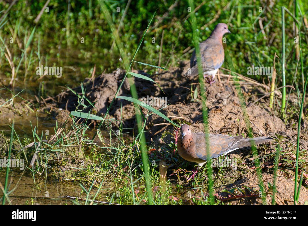 Laughing dove (Streptopelia senegalensis). This bird is native to sub ...