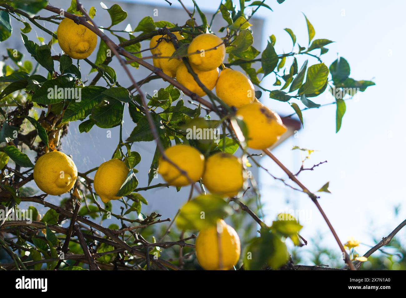 Lemon garden ready for harvest. Bunches of fresh yellow ripe lemons ...