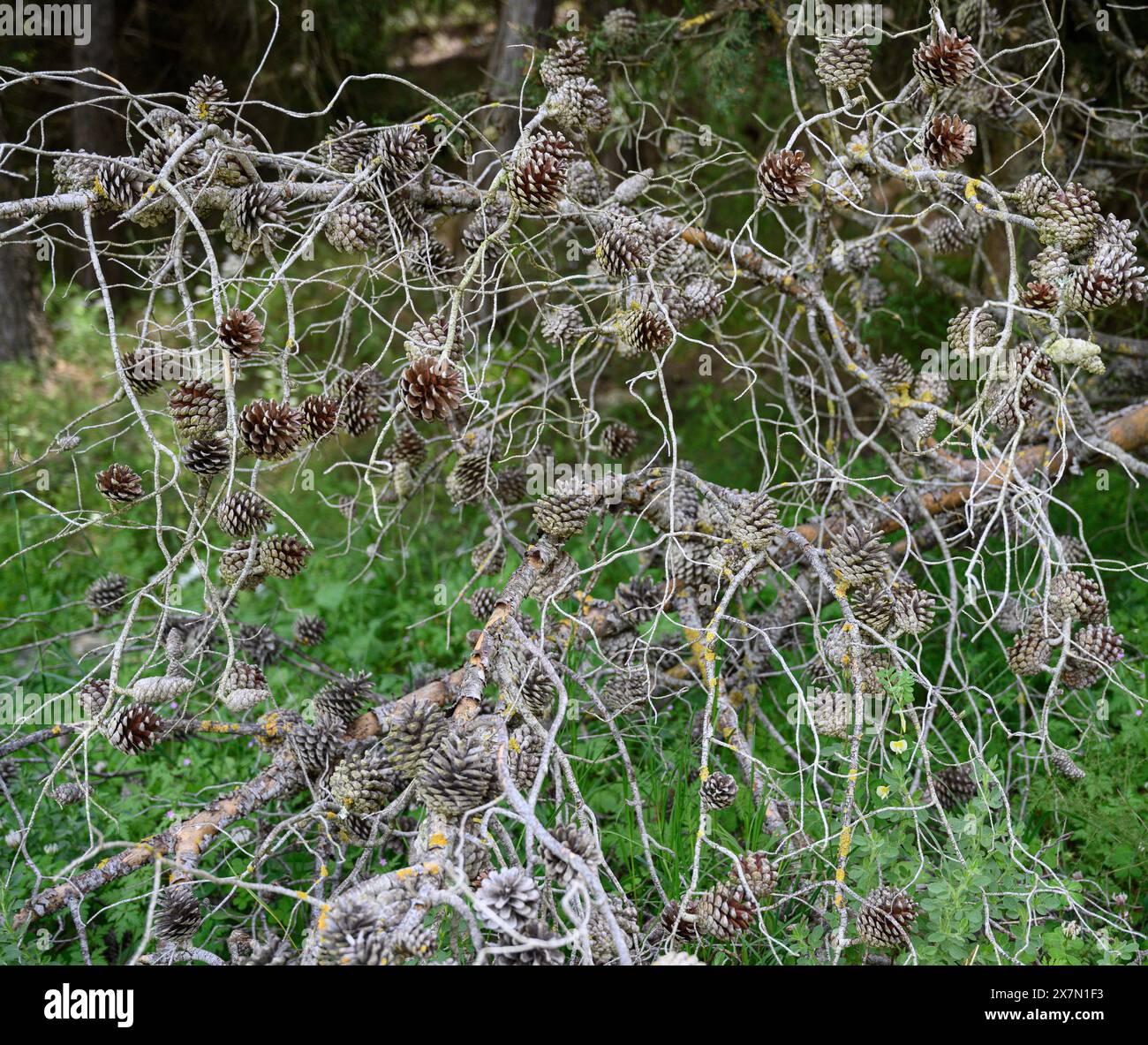 many Pine cones on a dry branch of a Pinus halepensis, commonly known ...