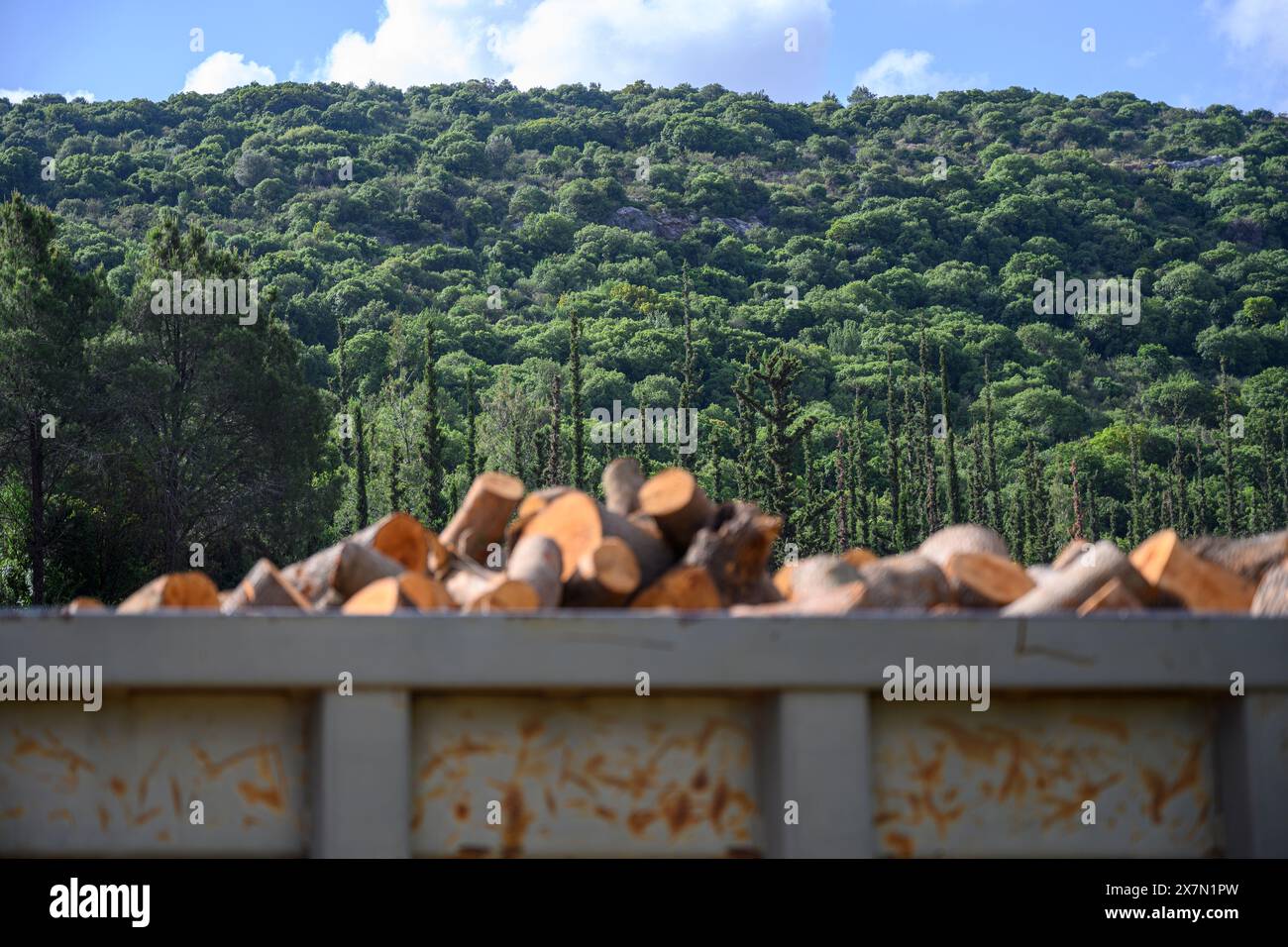 Deforestation - cut tree trunks firewood ready for transportation out ...