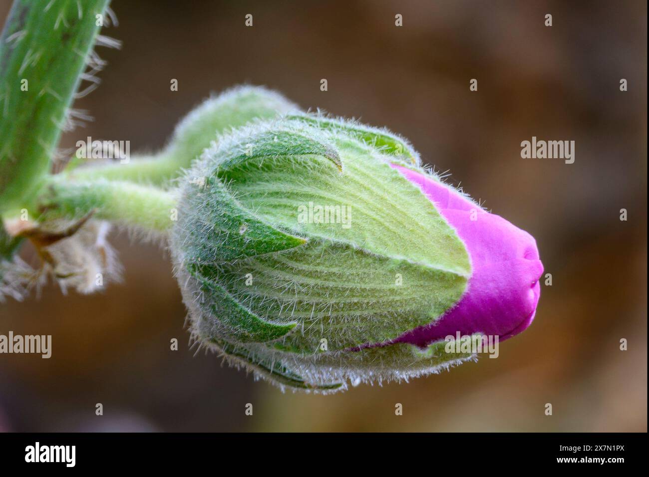 pink flowers and buds of the Bristly Hollyhock (Alcea setosa) خطميه ...