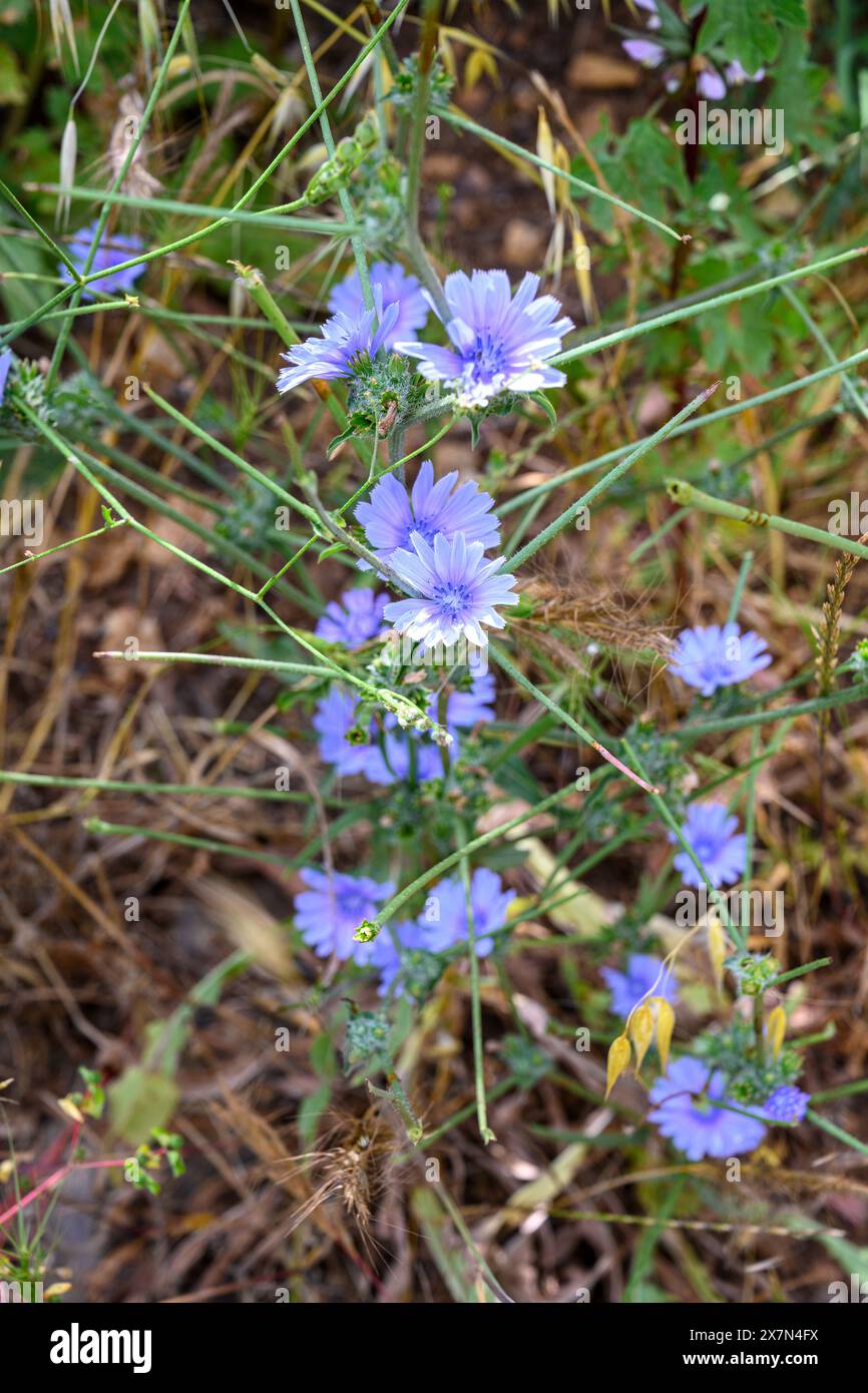 Dwarf Chicory (Cichorium pumilum) Photographed in the Upper Galilee, Israel in May Cichorium ...