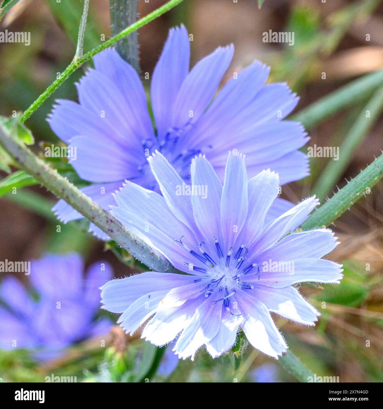 Dwarf Chicory (Cichorium pumilum) Photographed in the Upper Galilee ...