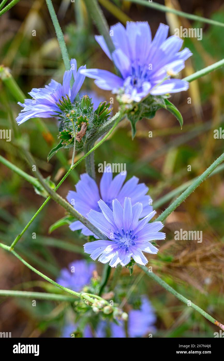Dwarf Chicory (Cichorium pumilum) Photographed in the Upper Galilee ...