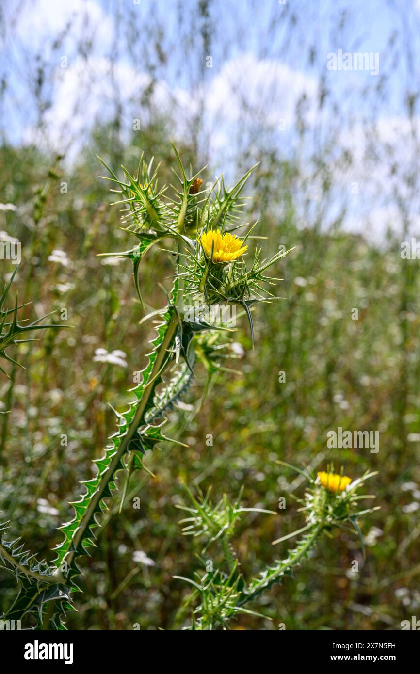 Spotted Golden Thistle Scolymus maculatus is a spiny annual plant in ...