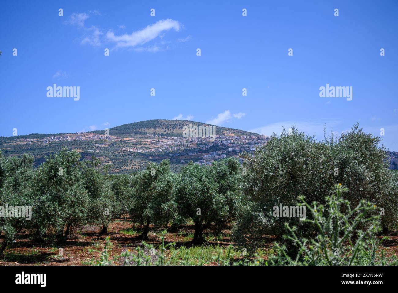 Olive tree plantation with ancient olive trees Photographed at Tzalmon ...