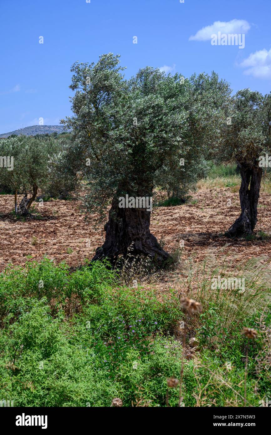 Olive tree plantation with ancient olive trees Photographed at Tzalmon ...