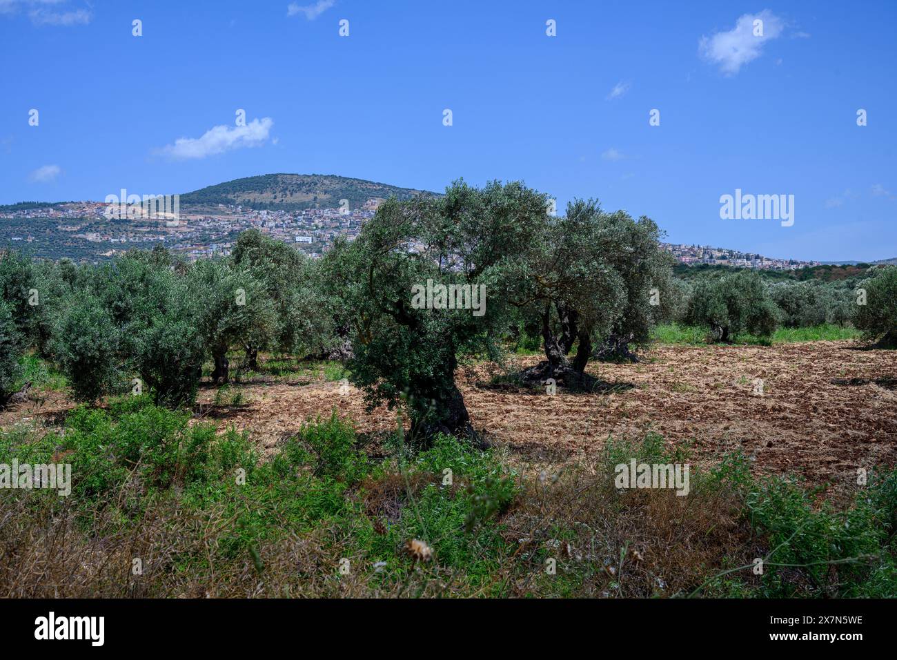 Olive tree plantation with ancient olive trees Photographed at Tzalmon ...