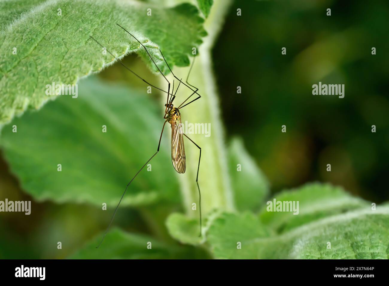 Spotted crane fly (Nephrotoma appendiculata) hanging on a hairy green ...