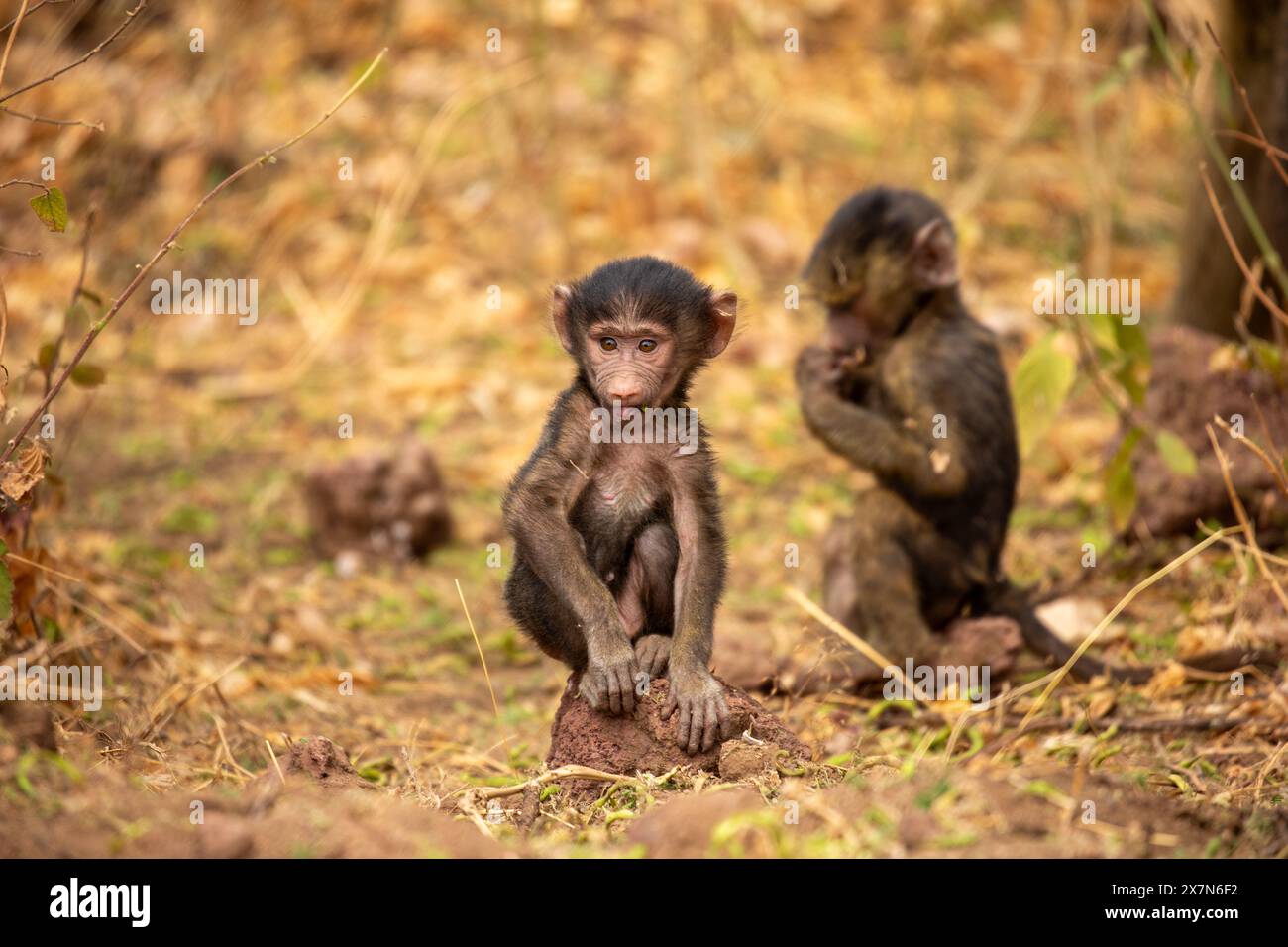 African baboons hi-res stock photography and images - Alamy