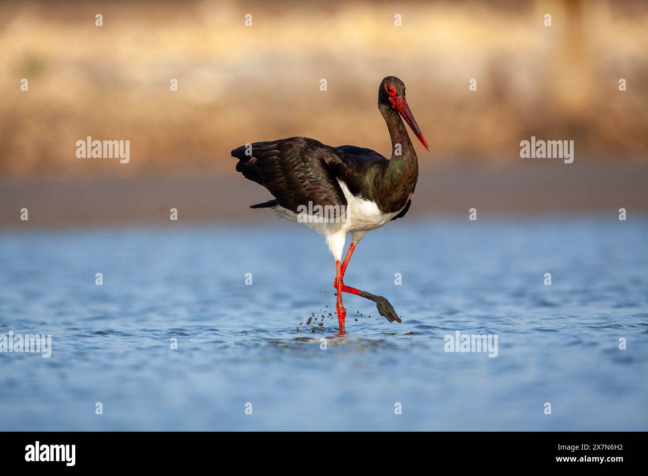 black stork (Ciconia nigra) foraging for food in shallow water ...