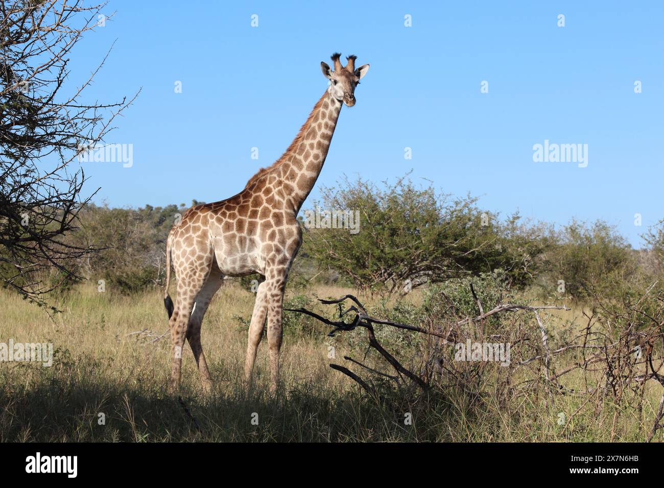 Giraffe / Giraffe / Giraffa camelopardalis Stock Photo - Alamy