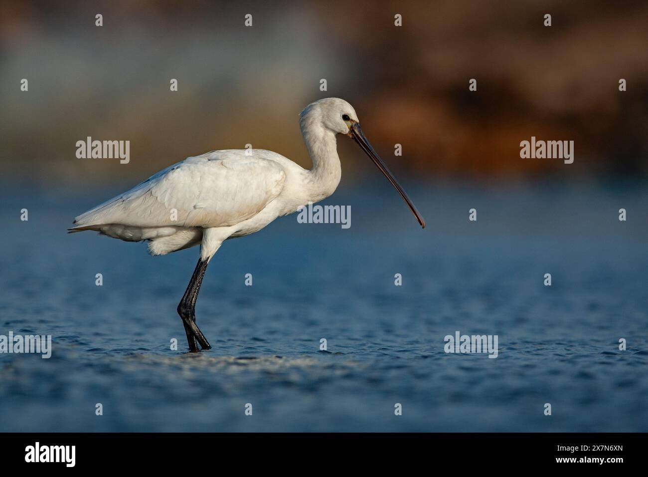 Eurasian Spoonbills Platalea Leucorodia Feeding Photographed In