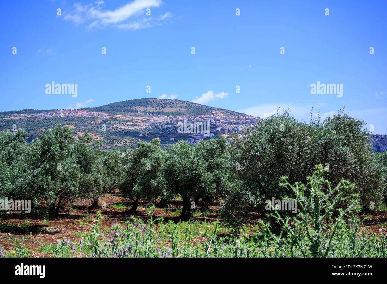 Olive tree plantation with ancient olive trees Photographed at Tzalmon ...