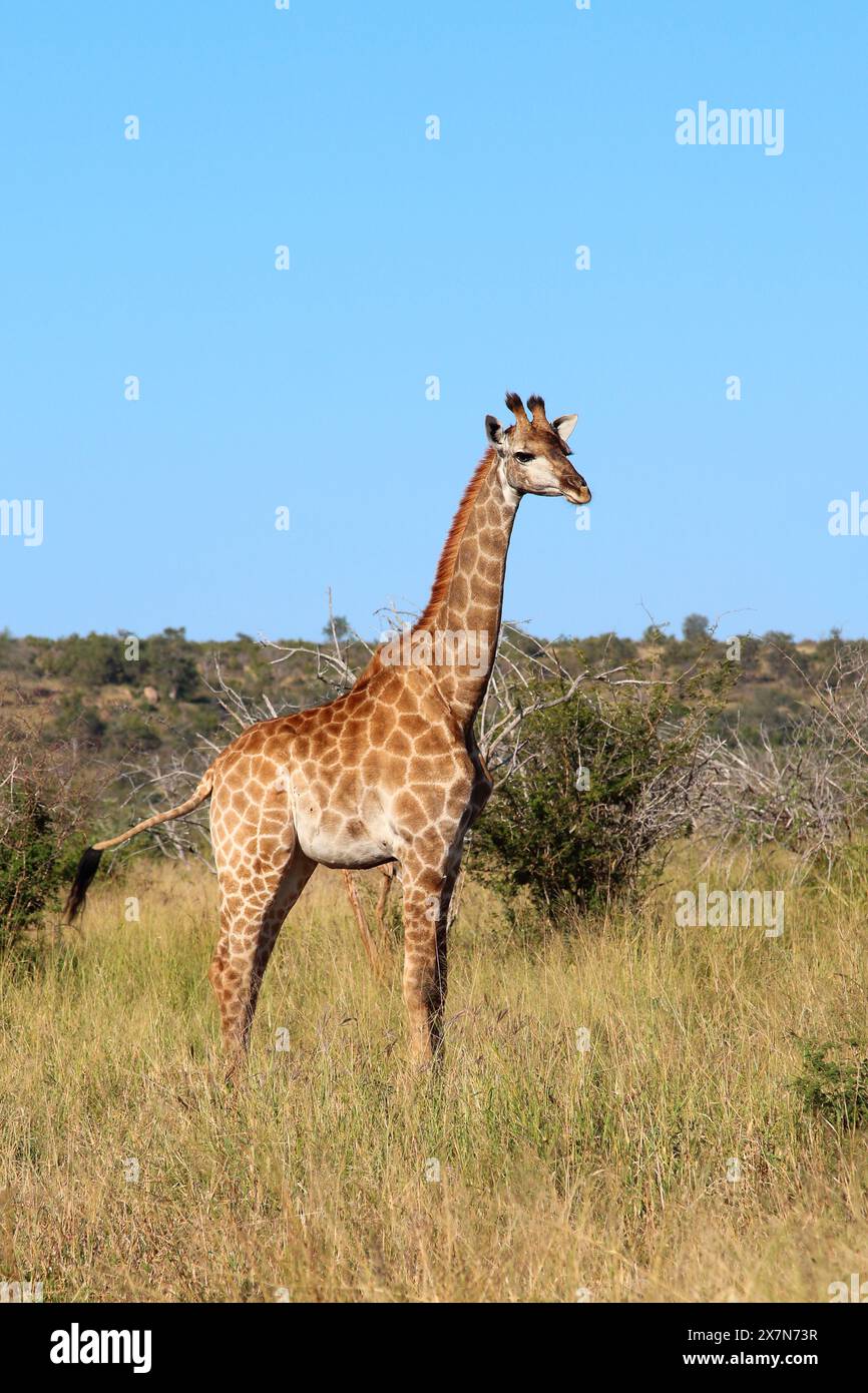 Giraffe / Giraffe / Giraffa camelopardalis Stock Photo - Alamy