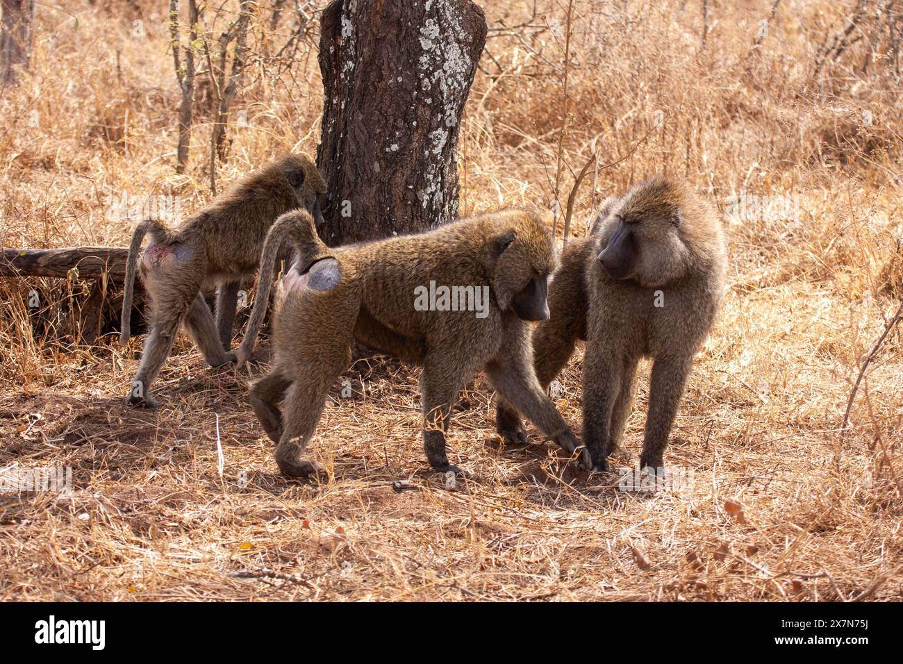 a troop of Olive baboons (Papio anubis Stock Photo - Alamy