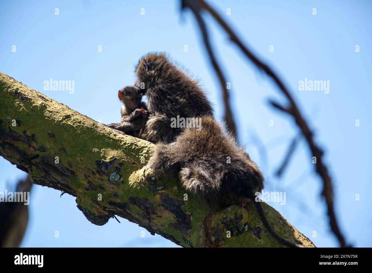 Olive baboon (Papio anubis) mother with its baby Stock Photo - Alamy