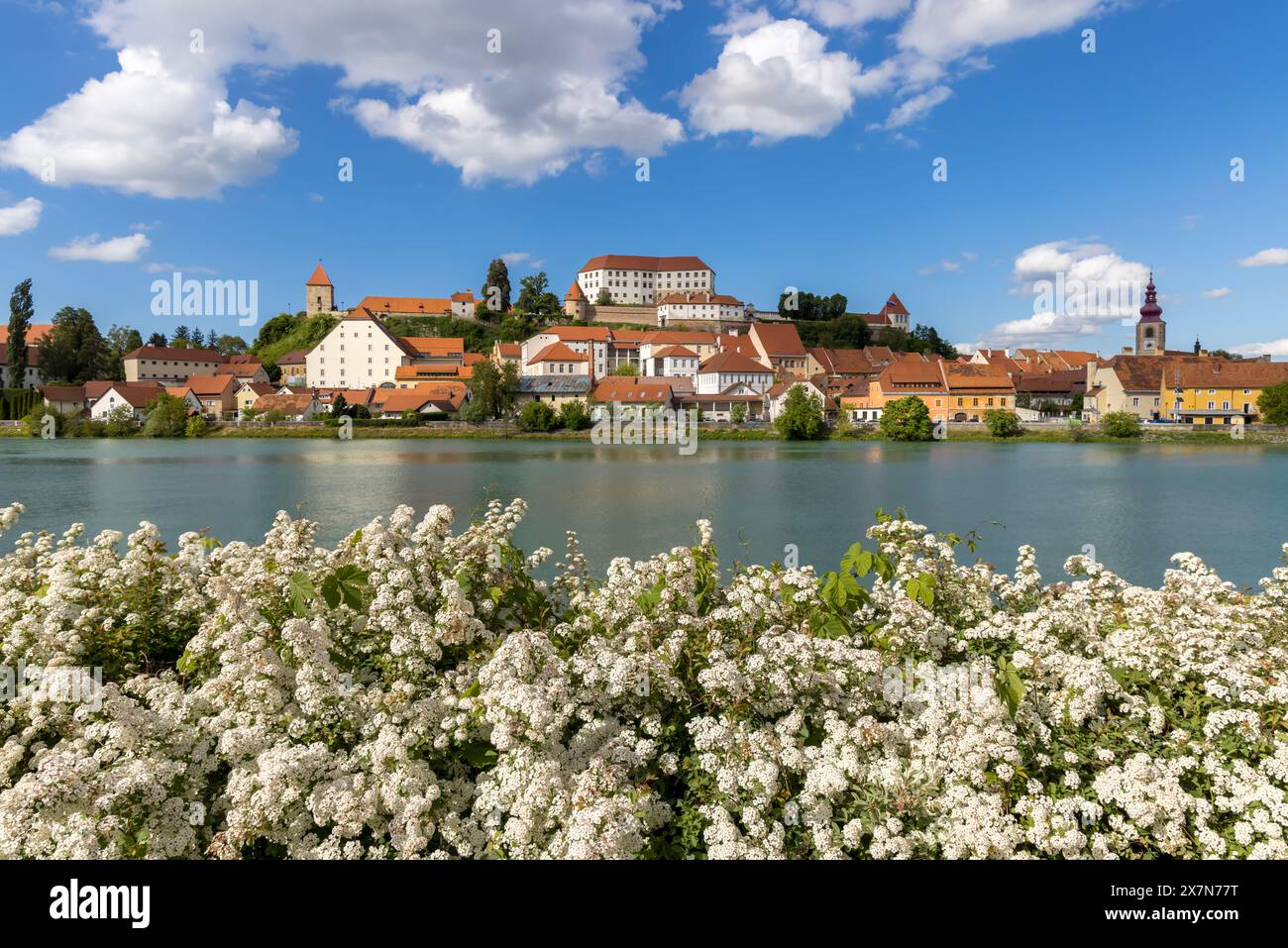 Beautiful view of Ptuj Castle and the old town on the Drava River ...