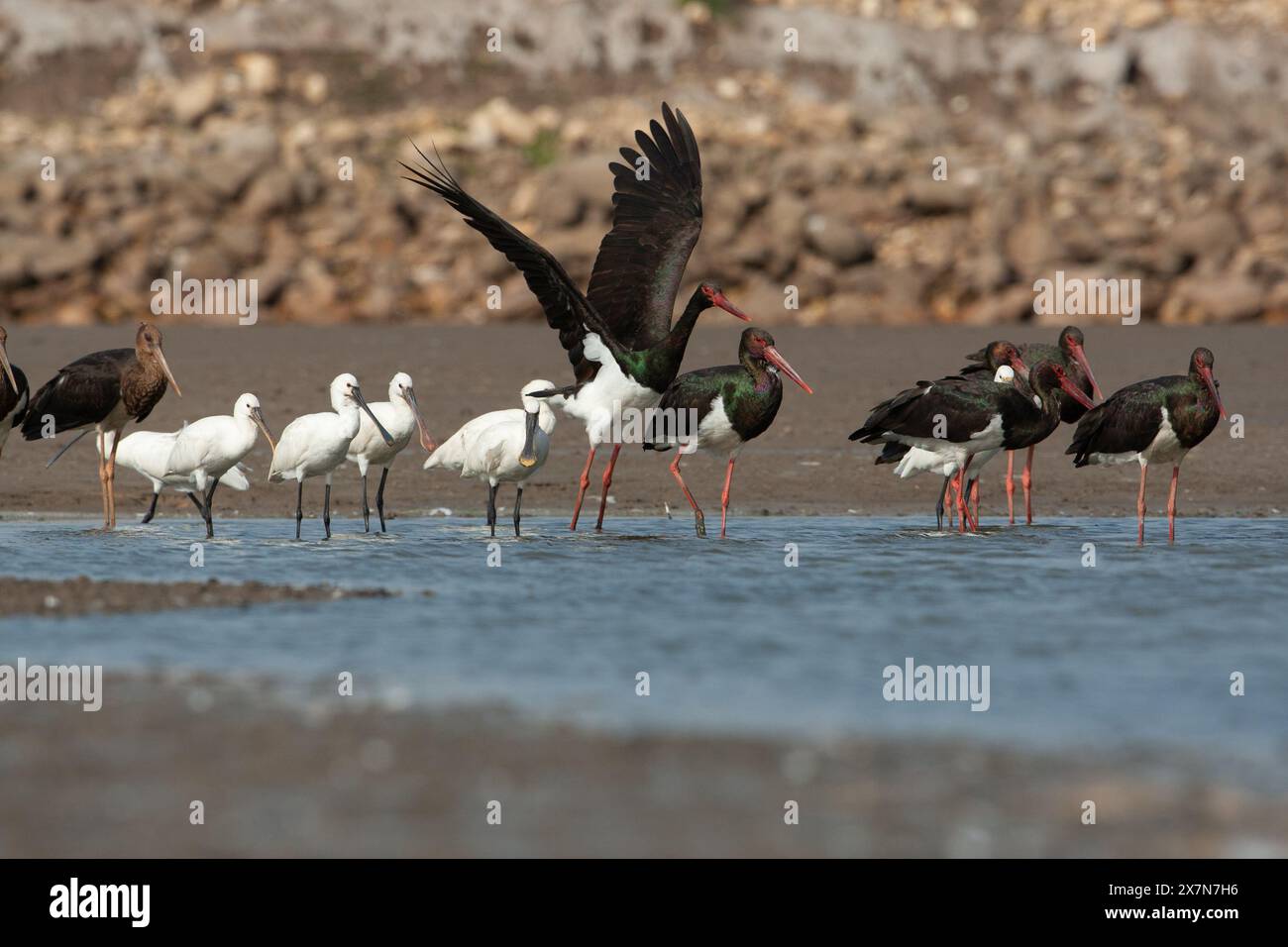 black stork (Ciconia nigra) and Eurasian spoonbill (Platalea leucorodia ...