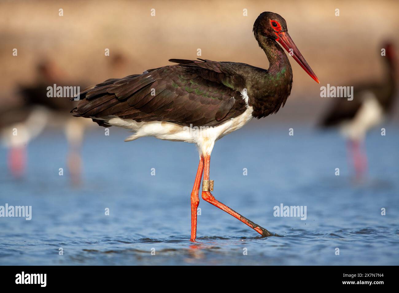 black stork (Ciconia nigra) foraging for food in shallow water ...