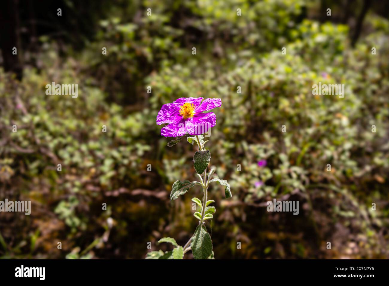 Seasonal freshness hi-res stock photography and images - Alamy