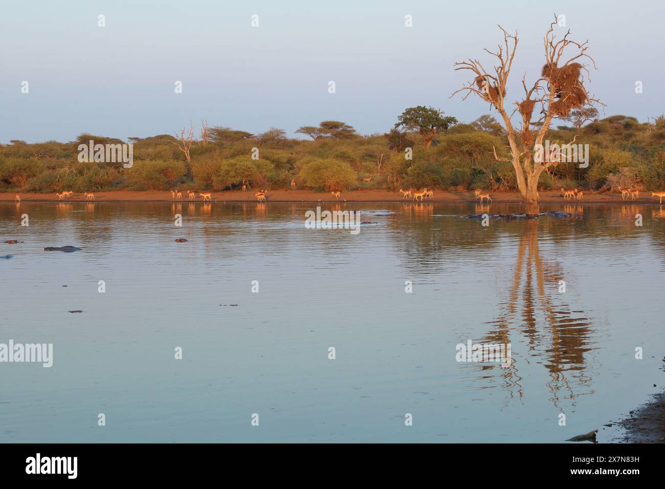 Afrikanischer Busch - Krügerpark - Sunset Dam / African Bush - Kruger ...